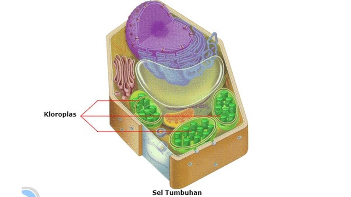 Apa yang Dimaksud dengan Sel? Pahami Definisi, Struktur, dan Fungsinya