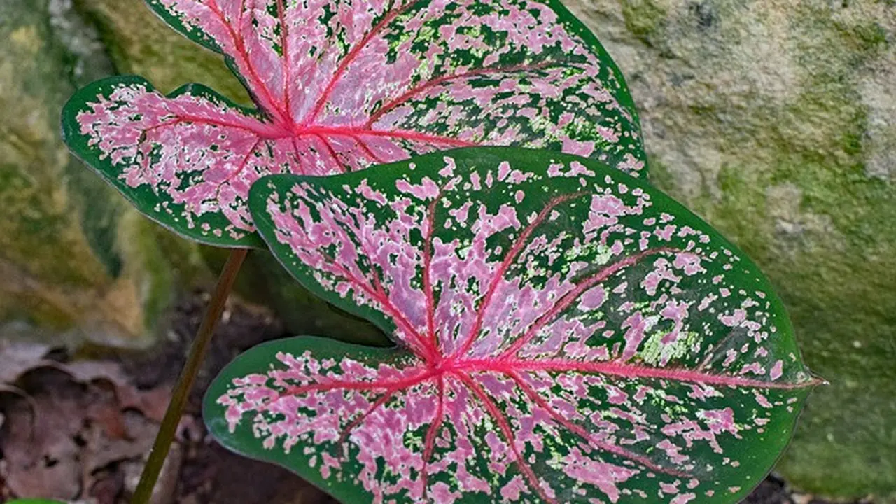 20 Macam-Macam Bunga Keladi dan Gambarnya, Punya Ragam Corak dan Warna ...