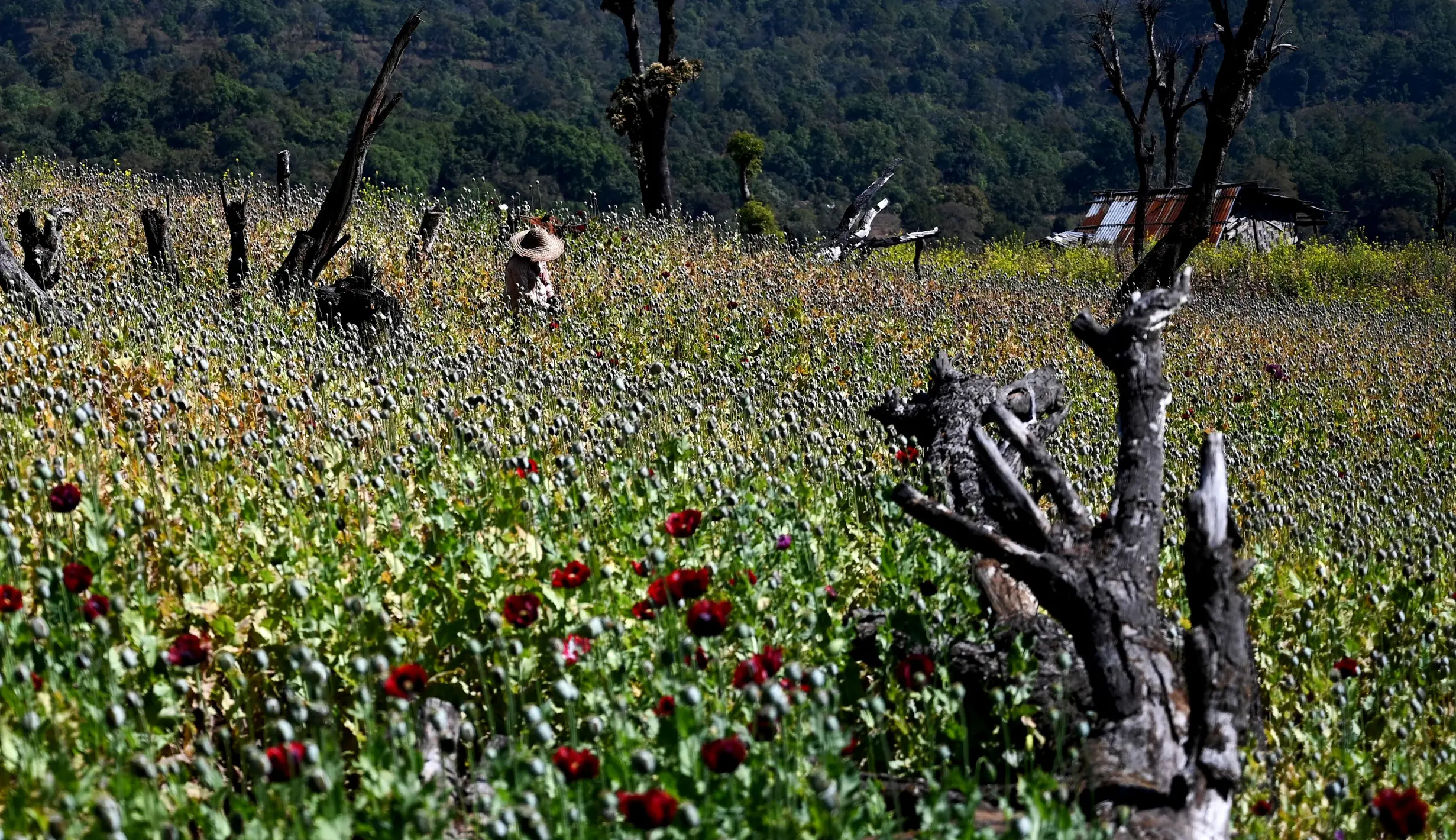 FOTO: Mengintip Ladang Opium di Myanmar - Foto Liputan6.com