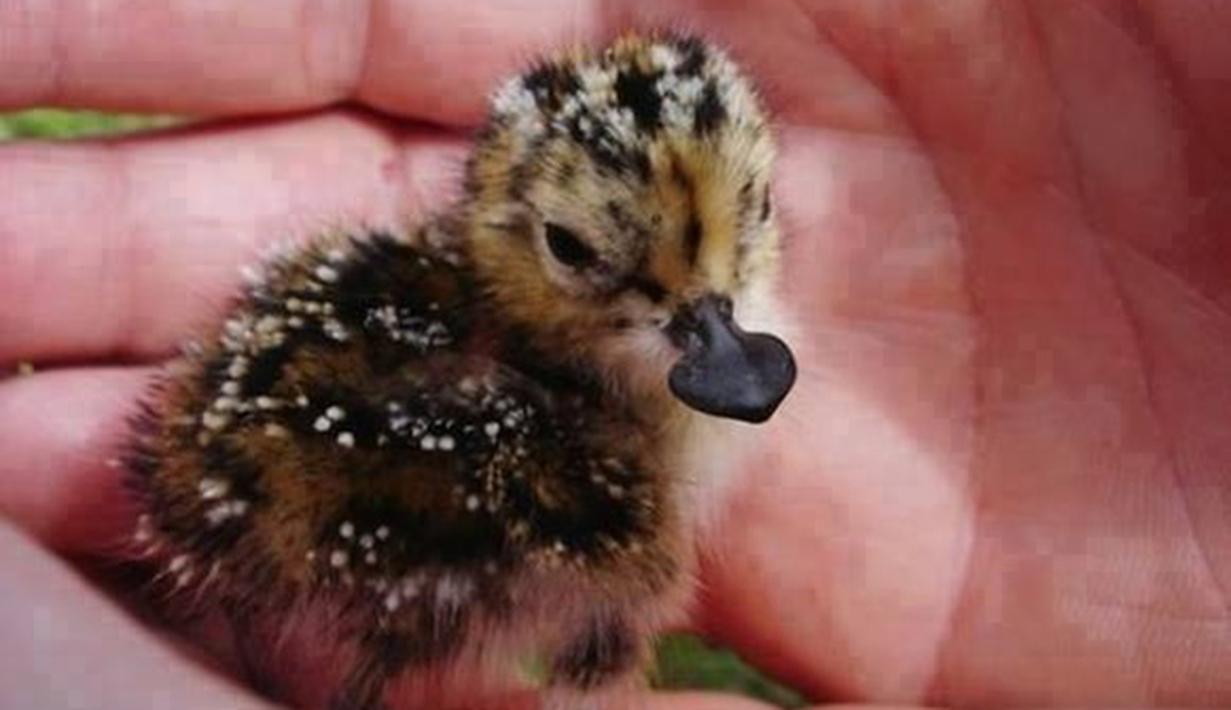 Potret Manis Anak Burung Super Cute Dan Mengagumkan - Photo Fimela.com