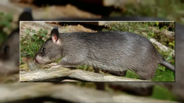 5 Tikus Terbesar di Dunia, dari Afrika hingga Sumatera