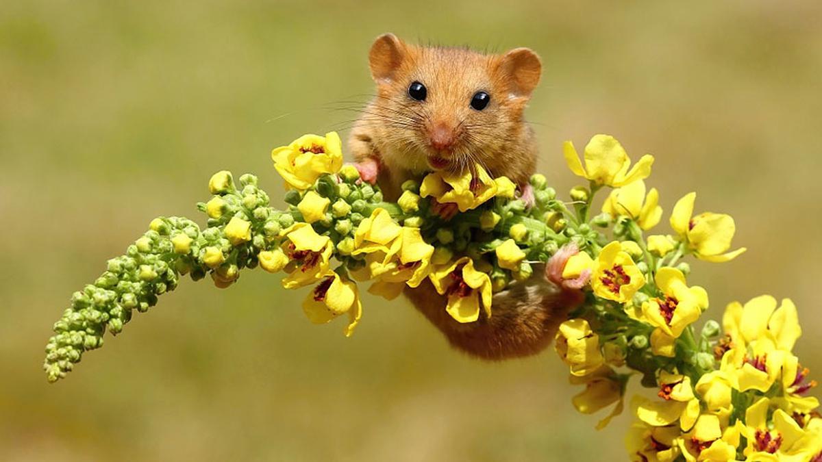 Hewan Yang Banyak Dibenci Ini Ternyata Juga Imut! - Photo Fimela.com