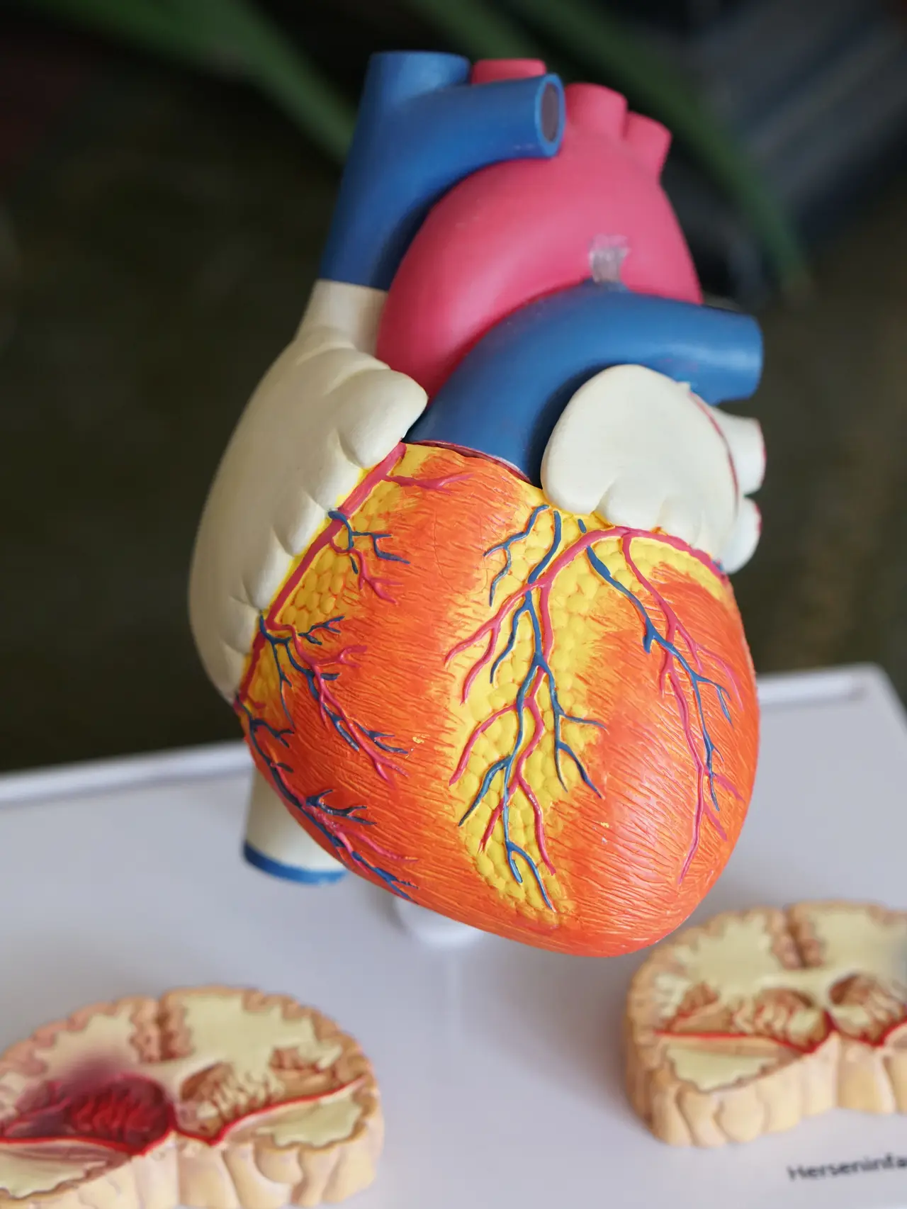 Contoh Gambar Organ Tubuh Manusia dan Fungsinya untuk Media Pendidikan ...