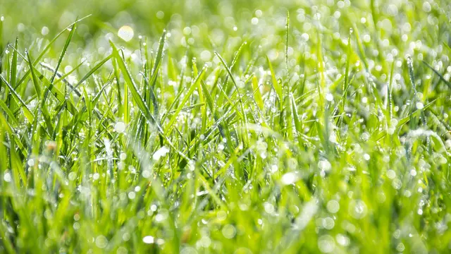 10 Jenis Rumput Taman dan Harganya untuk Hijaukan Hunian - Hot Liputan6.com