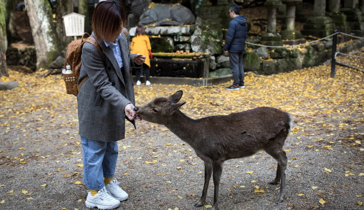FOTO: Mengunjungi Nara, Taman Seribu Rusa di Jepang - Foto Liputan6.com