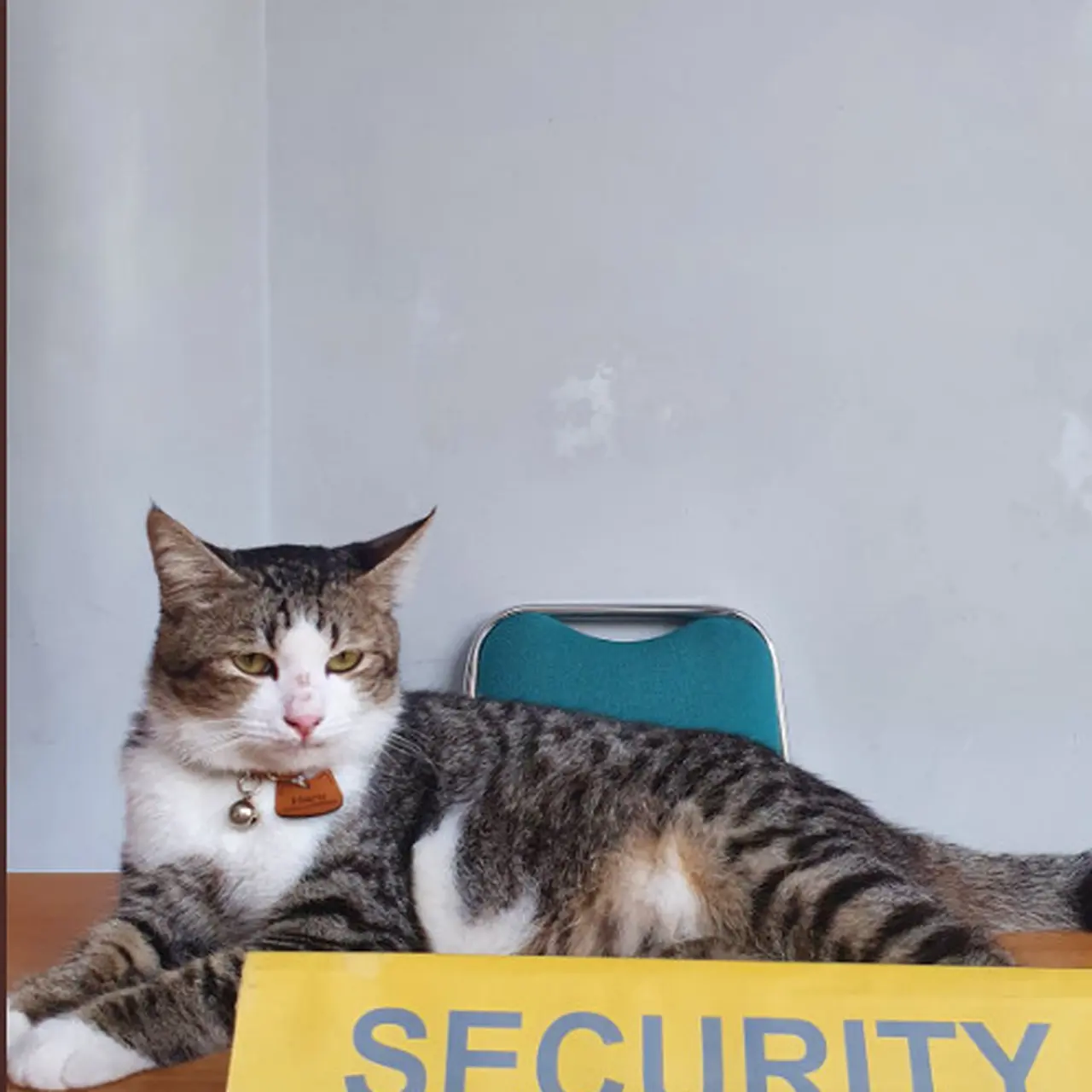 6 Potret Kucing Jadi 'Karyawan' Ini Menggemaskan, Ekspresinya Lucu ...