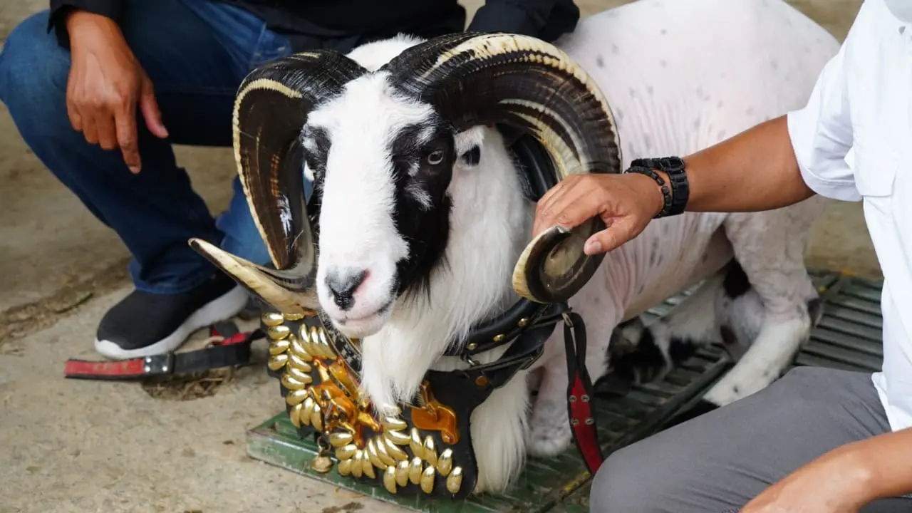 Penampakan Domba-Domba Seharga Puluhan Juta di Ajang Kontes Ternak ...