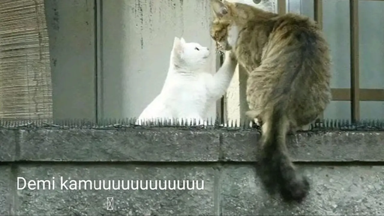 6 Potret Aksi Lucu Kucing Jantan Bertemu Si Betina, Penuh Keyakinan ...