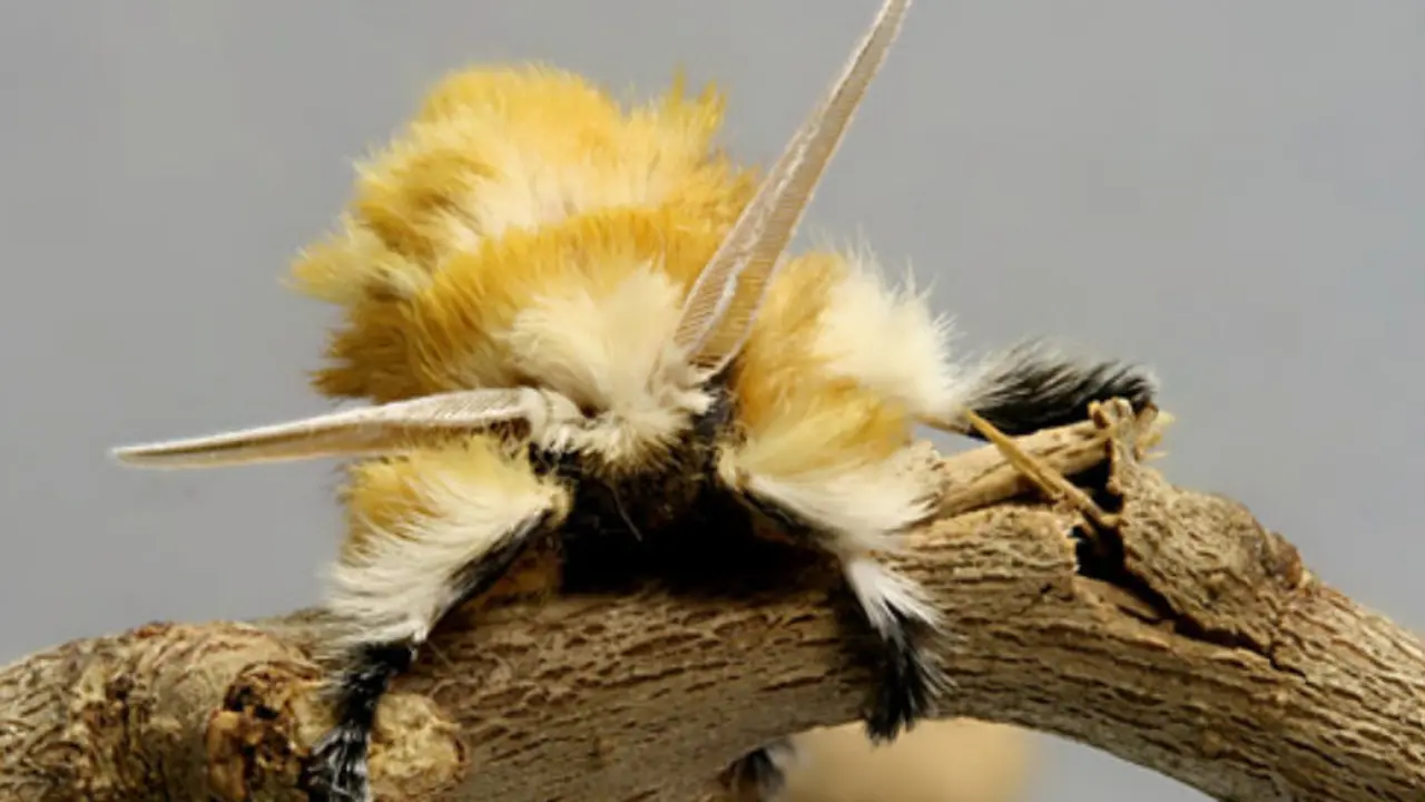 Beredar di Medsos Ada Ulat Pembunuh Manusia dalam 4 Jam, Kemenkes ...