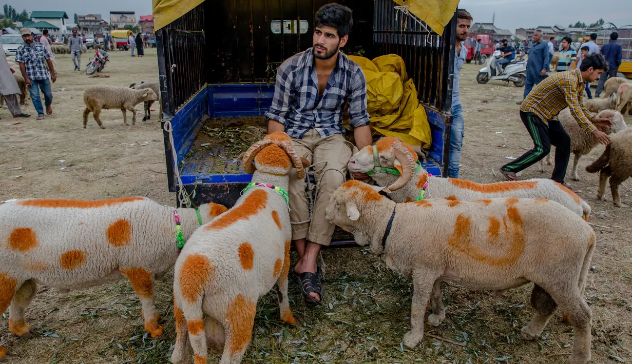 PHOTO: Menarik Pembeli, Hewan Kurban di Kashmir Diberi Warna Unik ...