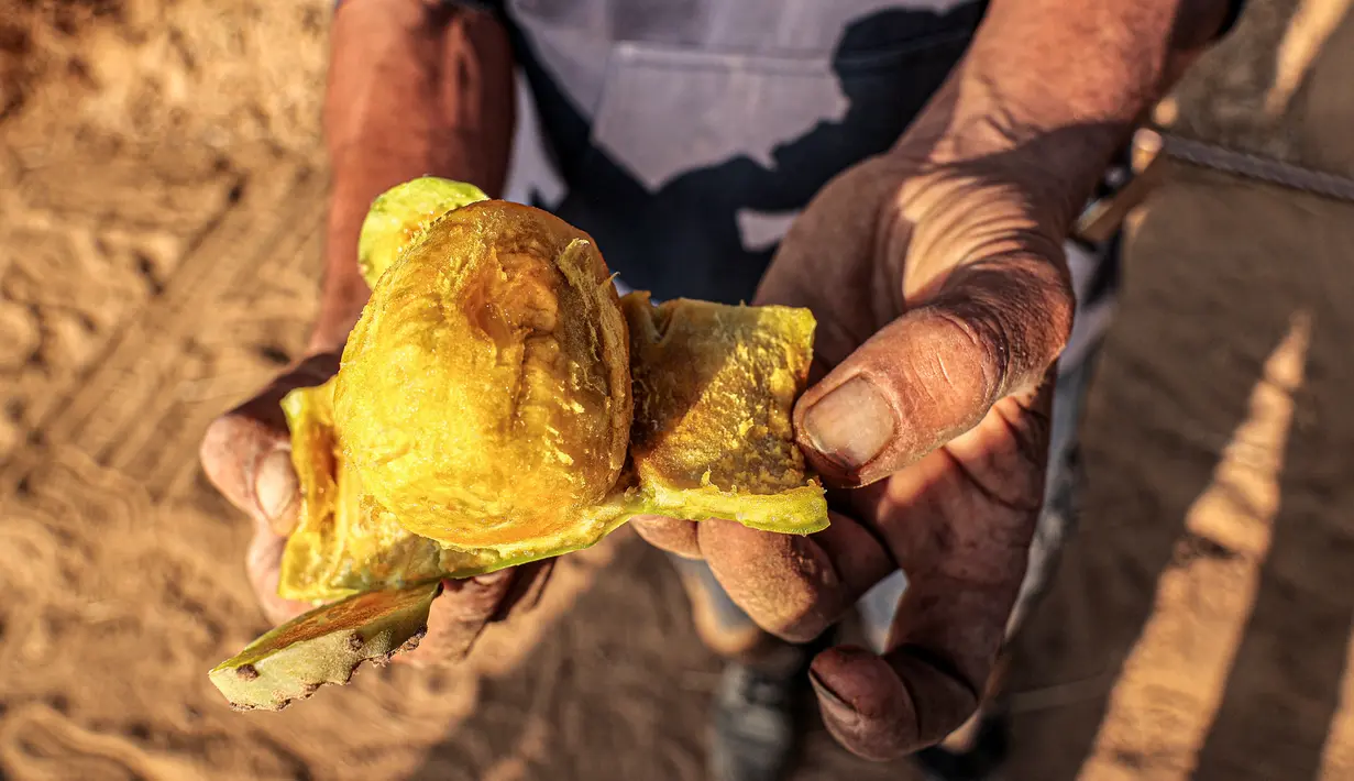 Mengenal Buah Kaktus Pir Berduri yang Kaya Manfaat - Foto Liputan6.com