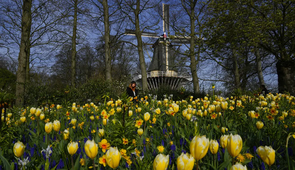 FOTO: Melihat Keindahan Aneka Bunga di Taman Keukenhof Belanda - Foto ...