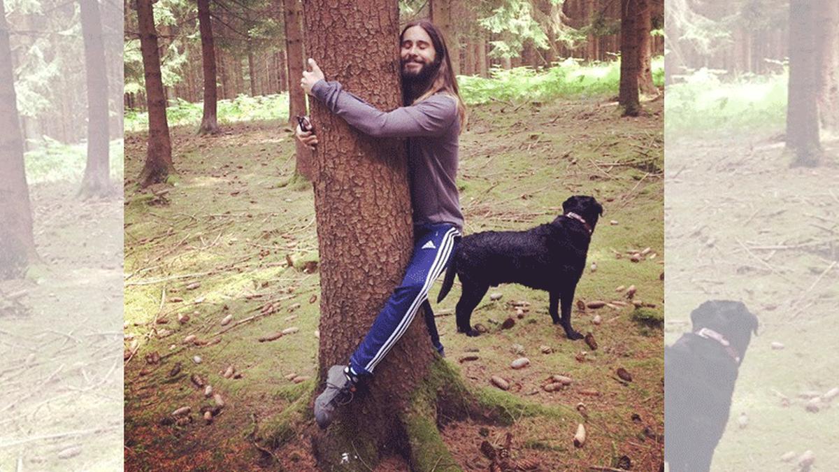 Meme Jared Leto Peluk Pohon Jadi Populer di Dunia Maya - ShowBiz ...