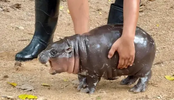 6 Fakta Menarik Papua Nugini, Negara Dekat Indonesia yang Mendiami Pulau Terbesar Kedua di Dunia ...