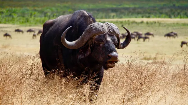 14 Contoh Gambar Fauna yang Wajib Disimak, Ketahui Persebarannya di ...