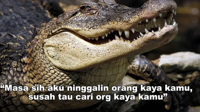 6 Meme Modus Buaya Darat Ala Netizen Ini Sukses Bikin Geregetan - Hot ...