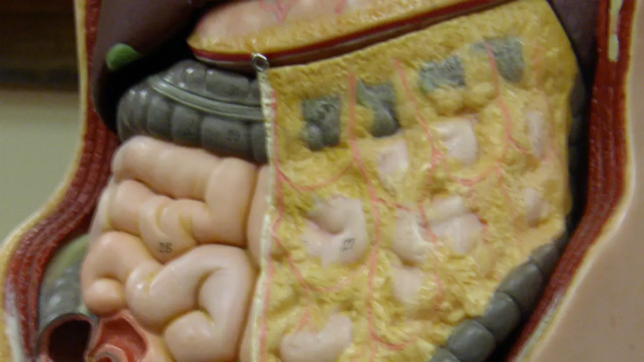 Diafragma Adalah Otot yang Memisahkan Rongga Perut dan Dada, Kenali ...