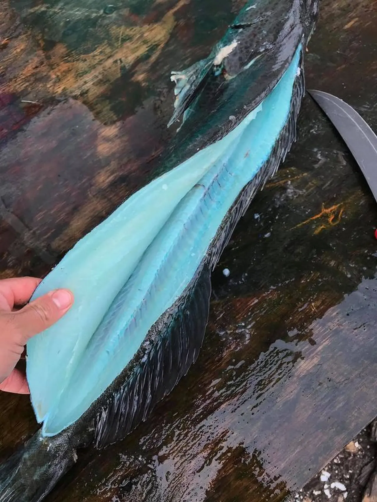 Spesies Ikan Ini Punya Daging Berwarna Biru Neon, Begini Kata Ilmuwan ...