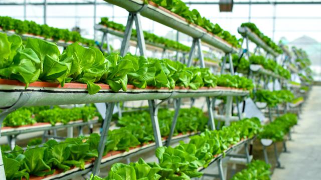 15 Pilihan Terbaik untuk Urban Farming Pemula yang Mudah Dipraktikkan ...