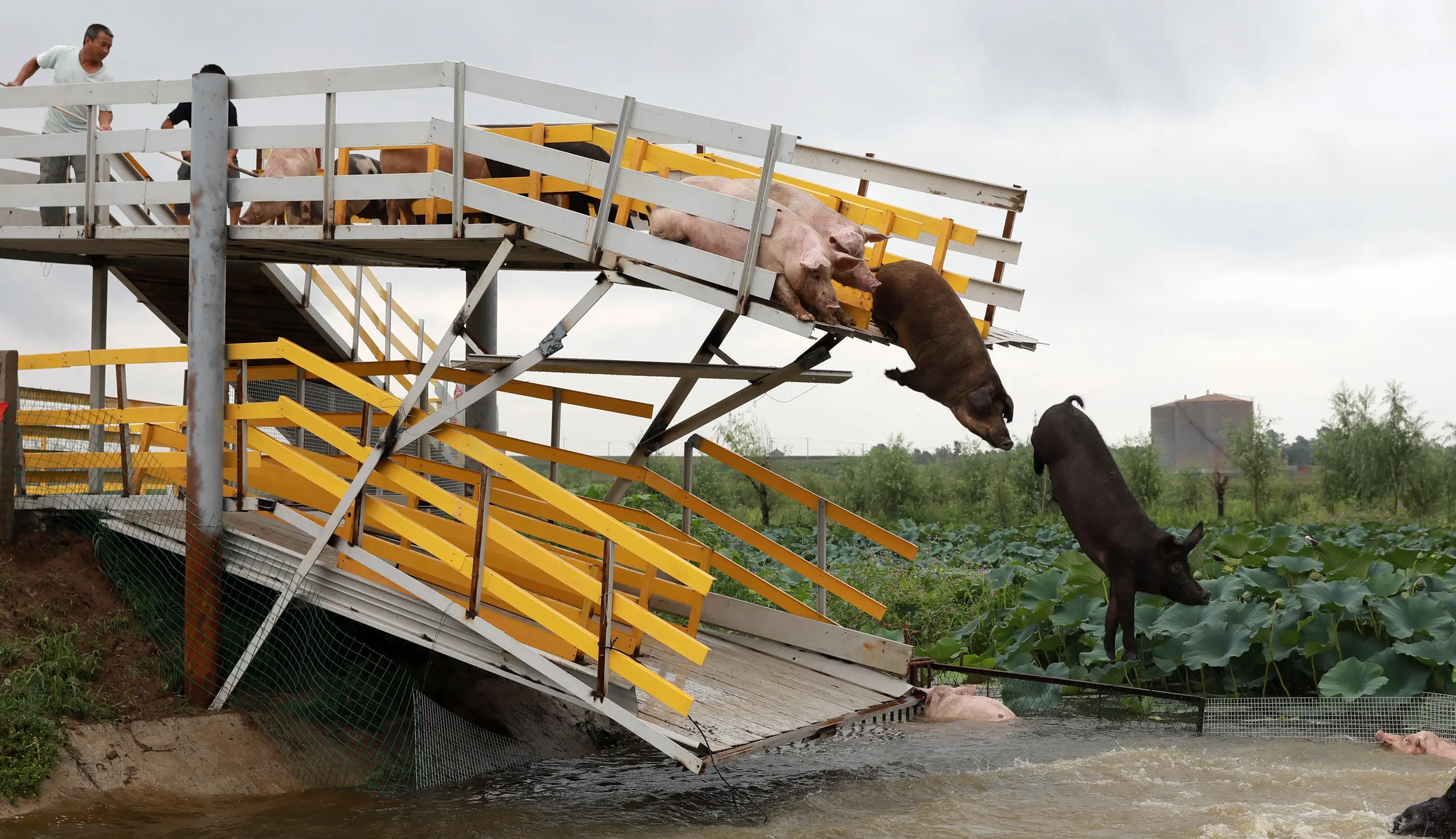 PHOTO: Demi Daging Berkualitas, Peternak Babi di Tiongkok Lakukan Cara ...