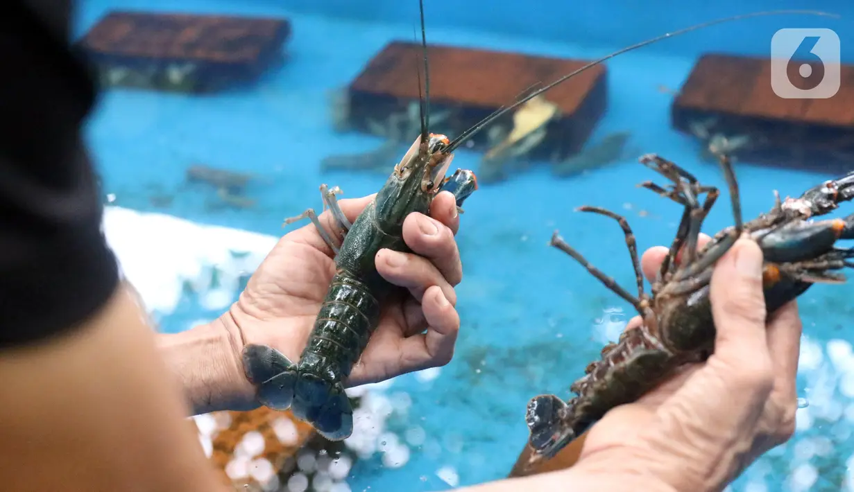 FOTO: Permintaan Lobster Air Tawar Mulai Ramai - Foto Liputan6.com