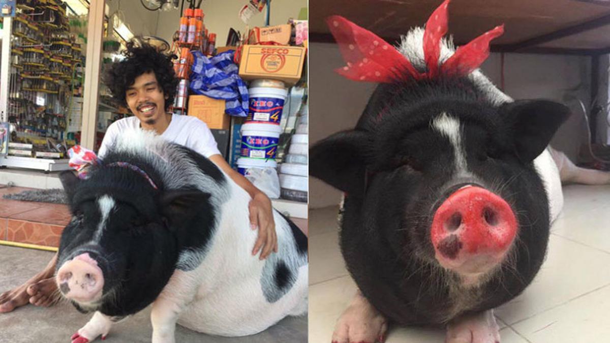 Persahabatan Unik Pemuda dan Babi Raksasa - Citizen6 Liputan6.com