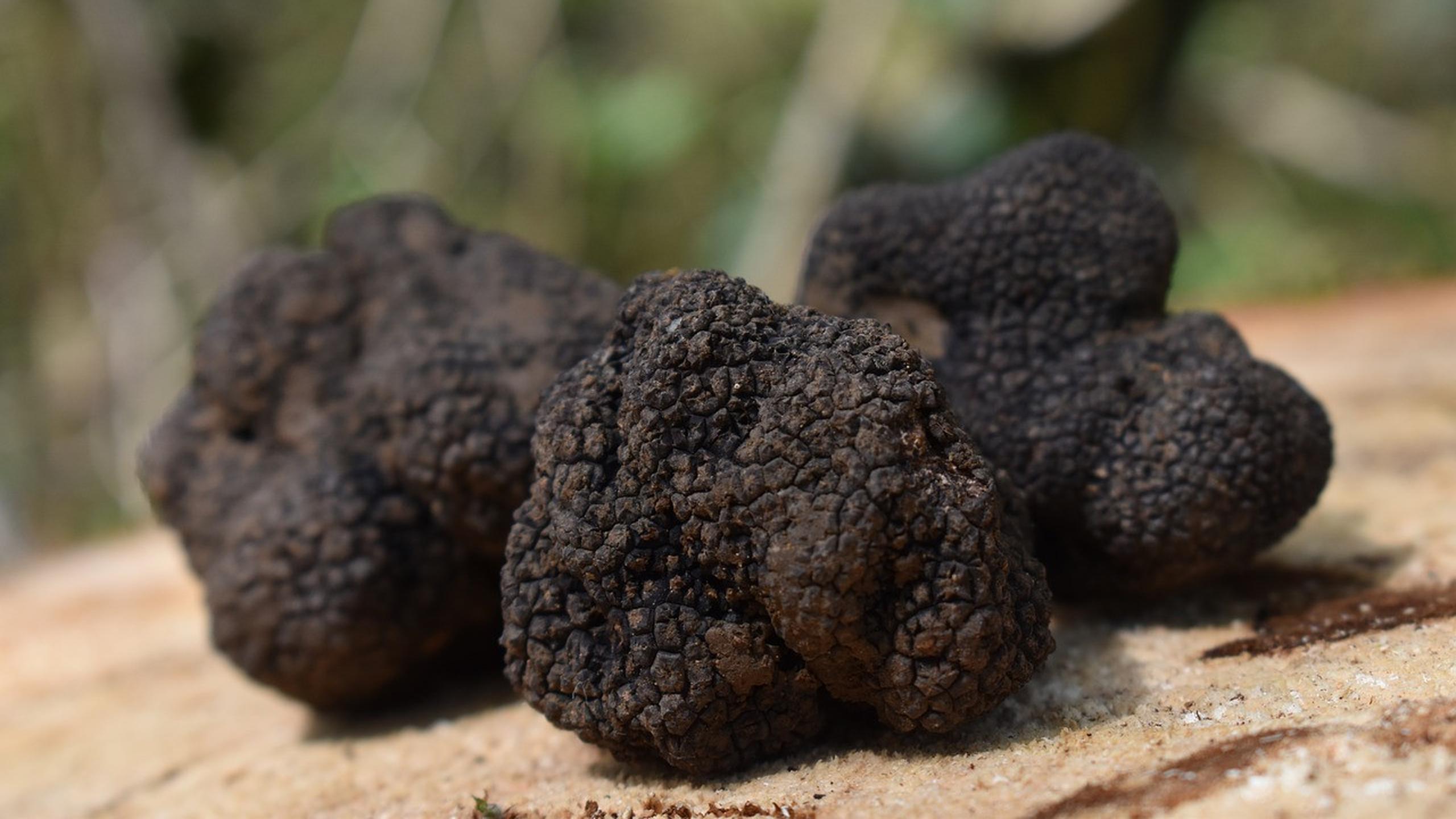 Dari Aroma hingga Nutrisi, Kenali Truffle dan Manfaatnya bagi Kesehatan ...
