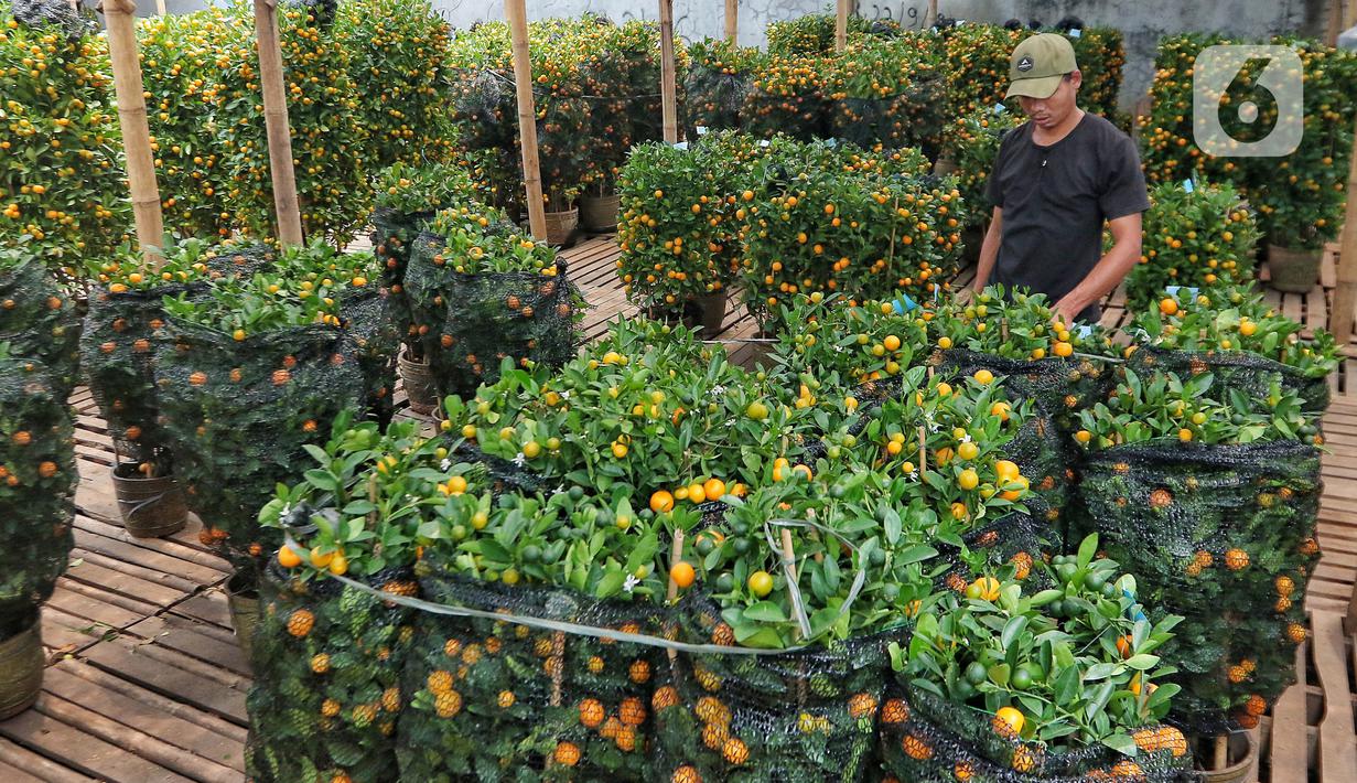 Permintaan Pohon Jeruk Kimkit Pembawa Keberuntungan saat Perayaan Imlek ...