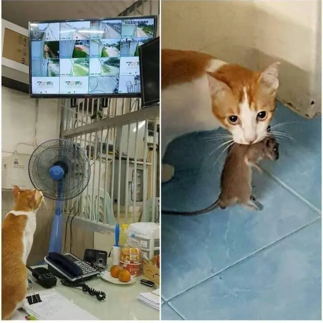7 Potret Kelakuan Kocak Kucing Oranye Ini Bikin Geleng Kepala - Hot ...