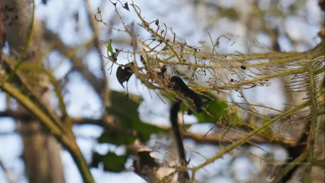 Fenomena Kemunculan Ribuan Ulat Jati di Gunungkidul, Antara Teror dan ...