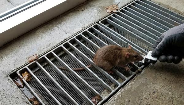 Penyebab Terjadinya Gunung Meletus dan Penjelasannya, Dipengaruhi ...