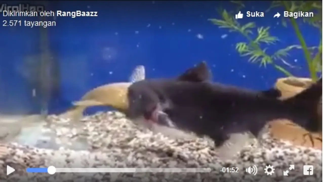 Seram, Ikan Ini Mampu Telan Ikan Lain yang Ukurannya Lebih Besar ...