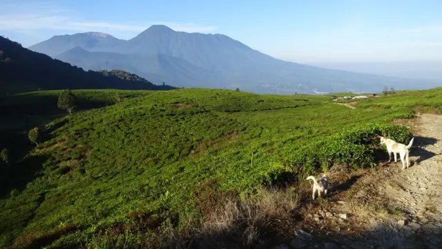 6 Fakta Menarik Gunung Pangrango yang Dulunya Gunung Agung Menurut Teks ...