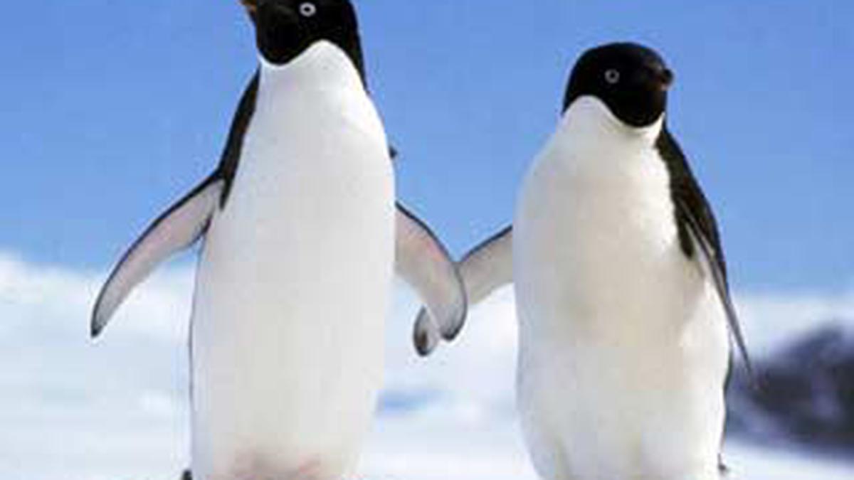Penguin Antartika yang Tersesat Dipindahkan