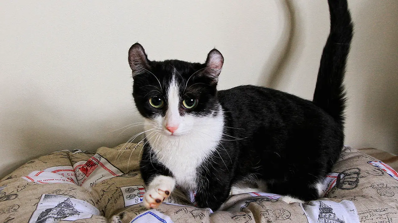 Gemas Banget, 9 Ras Kucing Ini Punya Kaki yang Pendek - Citizen6 ...
