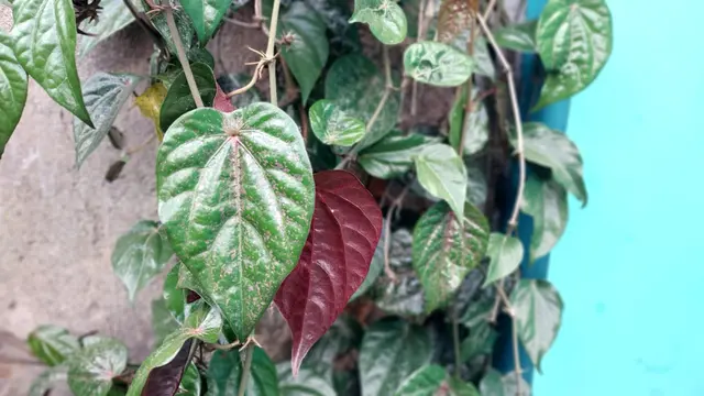 6 Manfaat Daun Sirih Merah untuk Kesehatan, Rahasia Herbal Legendaris ...