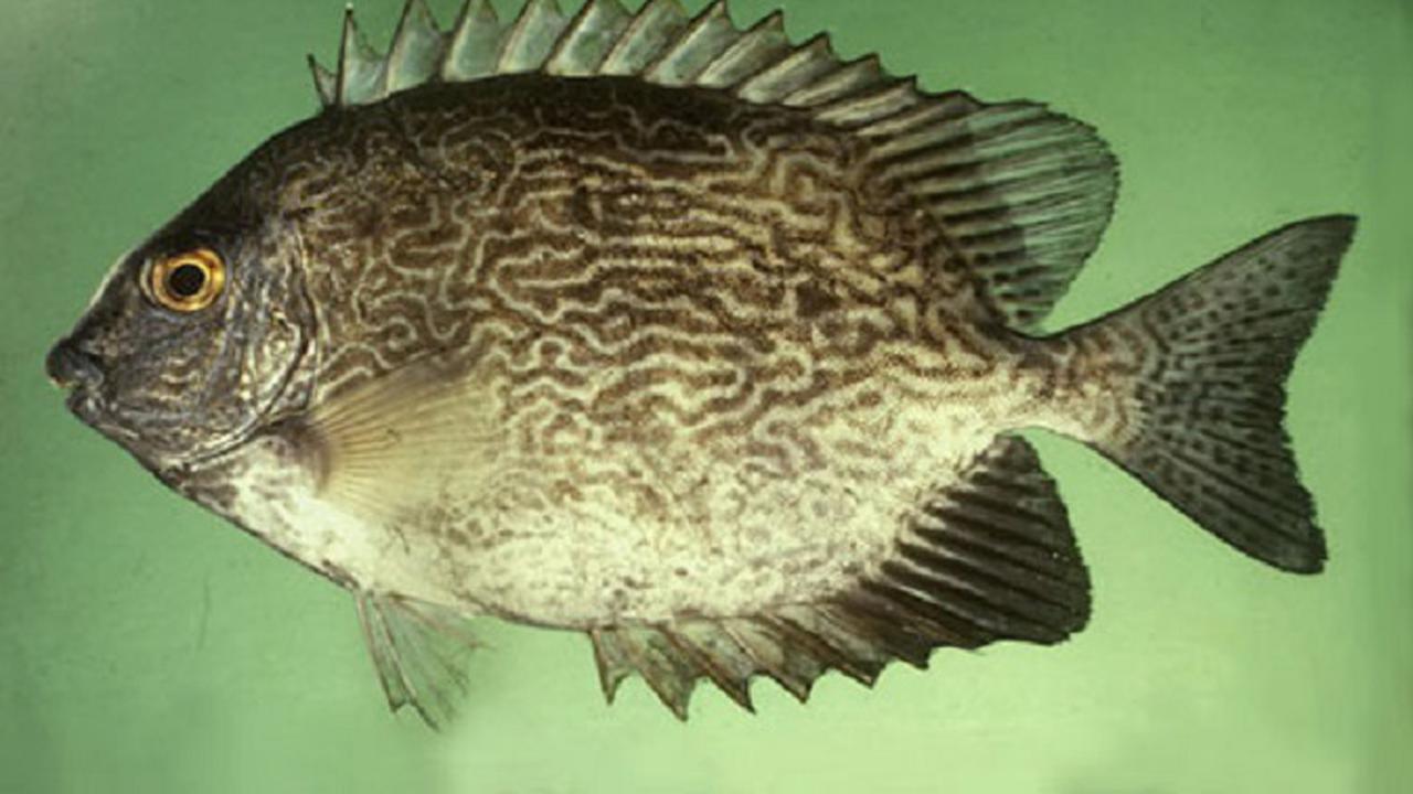 Ikan Dingkis Pembawa Berkah Saat Imlek