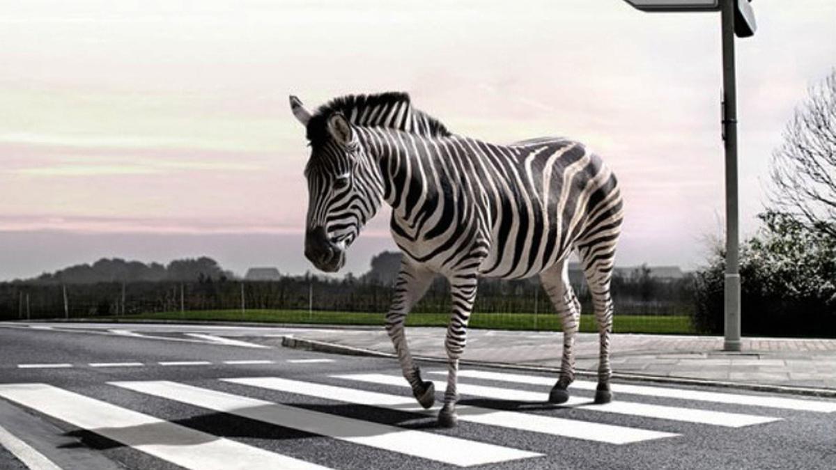 6 Motif Zebra Cross Paling Nyleneh di Dunia - Citizen6 Liputan6.com