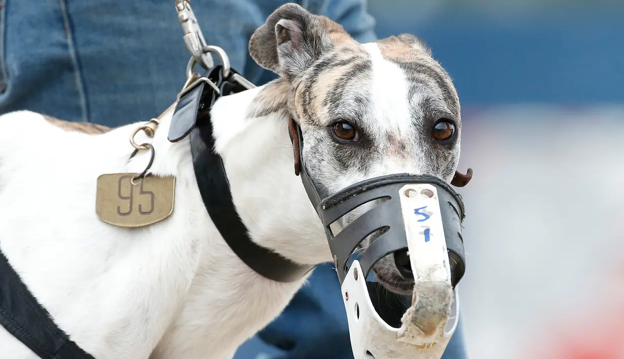 FOTO: Banyak Dilarang, Pacuan Anjing Greyhound Sepi Penonton - Foto ...