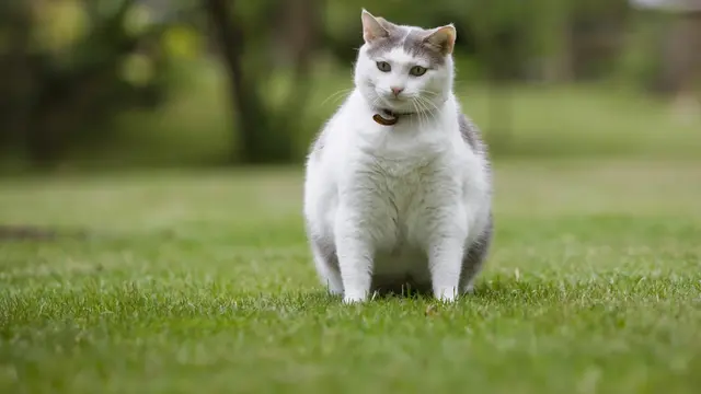 Ini Dia 6 Cara Membantu Kucing yang Gemuk Menurunkan Berat Badan ...