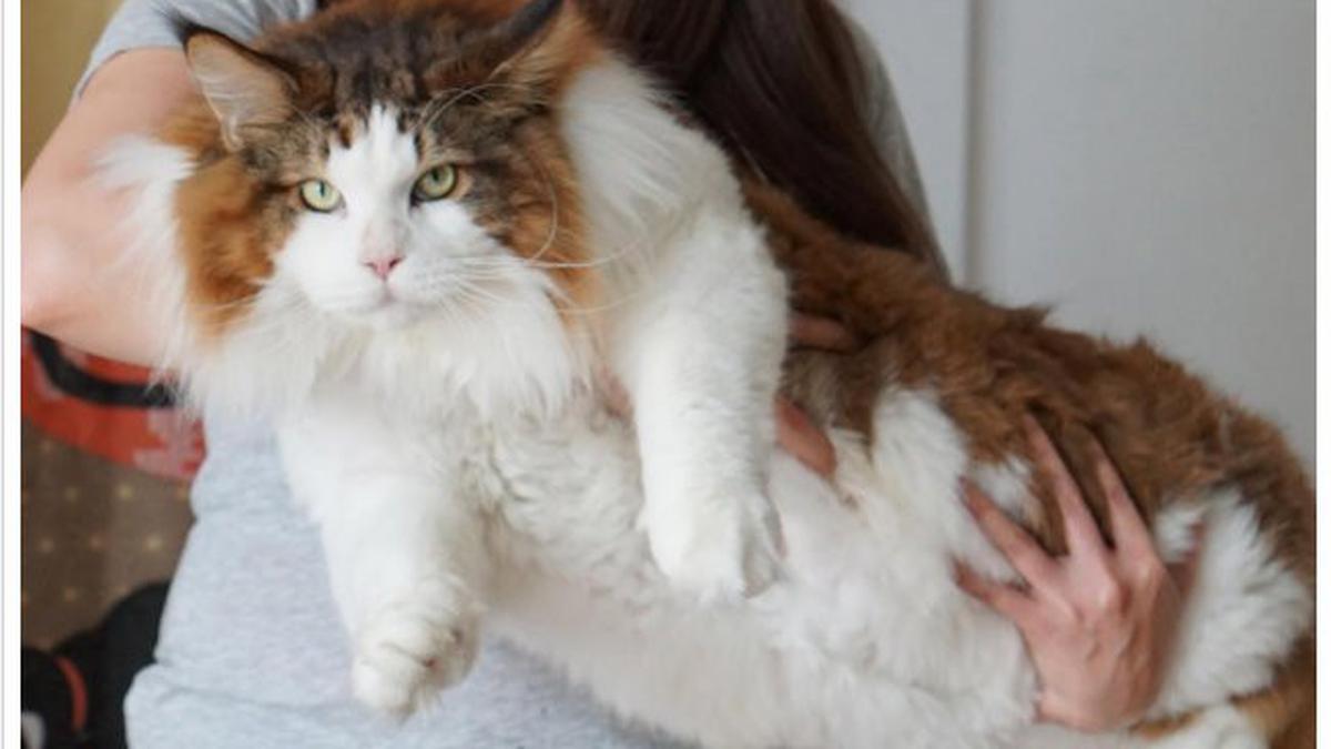 Perkenalkan Samson, Kucing Paling Besar di New York - Lifestyle ...