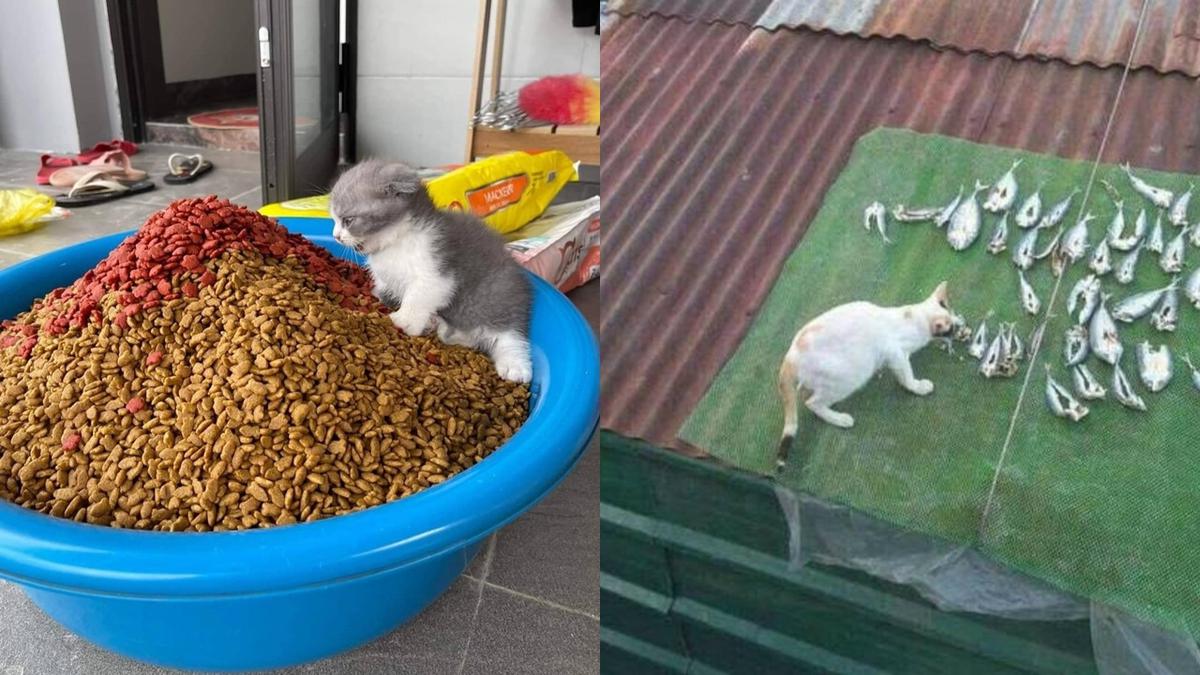 7 Potret Kucing Mukbang Ini Menggemaskan, Engga Takut Kelaparan - Hot ...