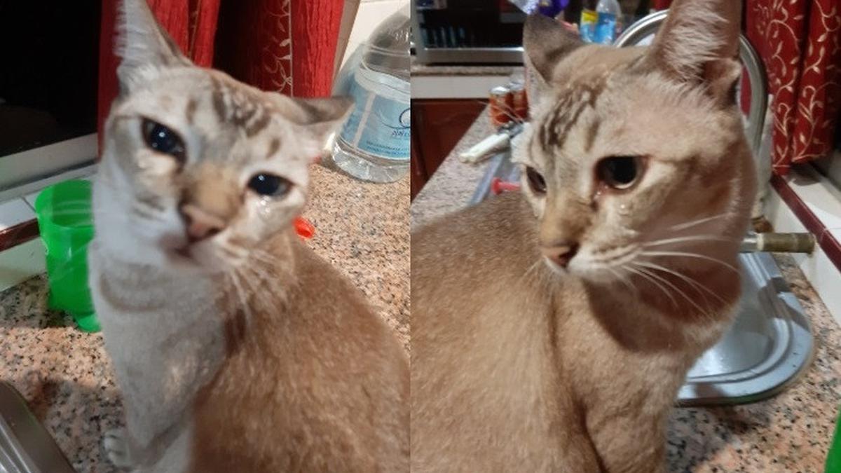 Duduk di Sebelah Tuannya yang Potong Bawang, Kucing Menangis Ini Viral ...