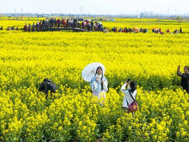 Berita Bunga Canola Hari Ini - Kabar Terbaru Terkini | Liputan6.com