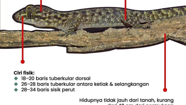 BRIN Berhasil Temukan Cicak Jenis Baru di Madiun, Diberi Nama C ...