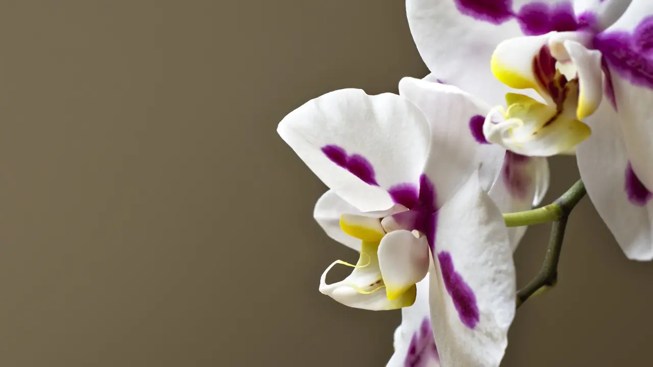 Arti Mitos Seputar Tanaman Anggrek - Ragam Bola.com