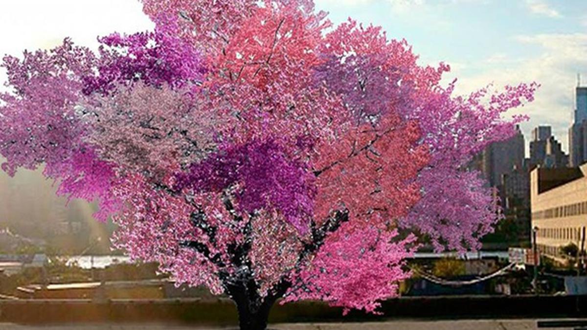 15 Foto Pohon Tercantik Yang Akan Membuat Anda Terpukau