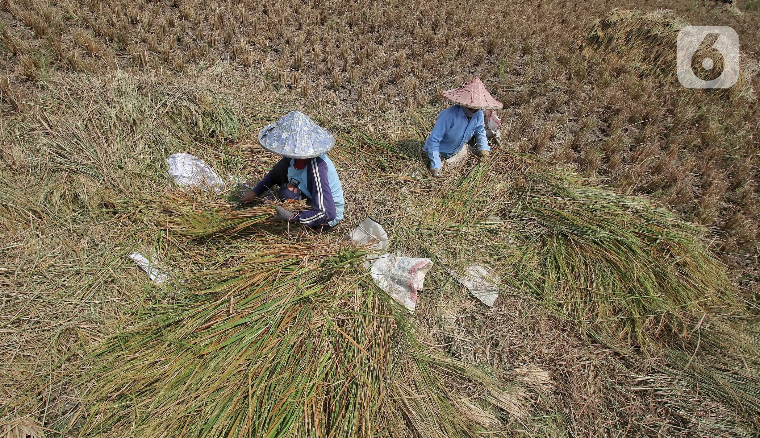 Kemarau, Harga Gabah Kering Ditingkat Petani Alami Kenaikan - Foto ...
