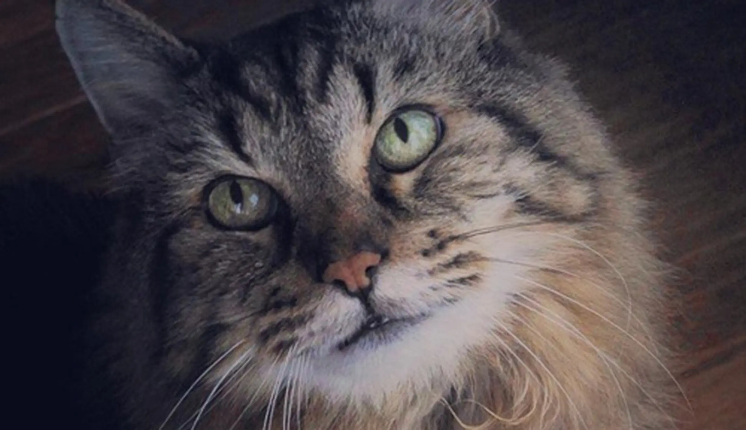 Potret Menggemaskan Corduroy si Kucing Tertua di Dunia - Photo Fimela.com