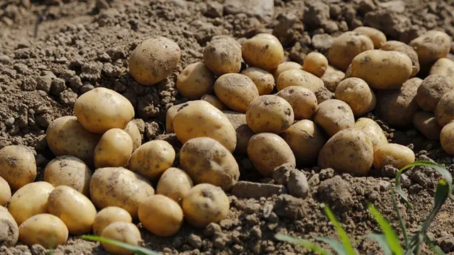 3 Cara Menanam Kentang di Rumah, Pakai Pot, Hidroponik, dan Polybag ...